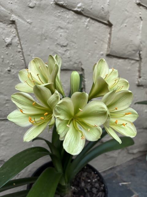 Cliviaberry — Rare Clivia Collection For Sale