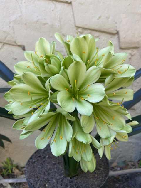 Cliviaberry — Rare Clivia Collection For Sale