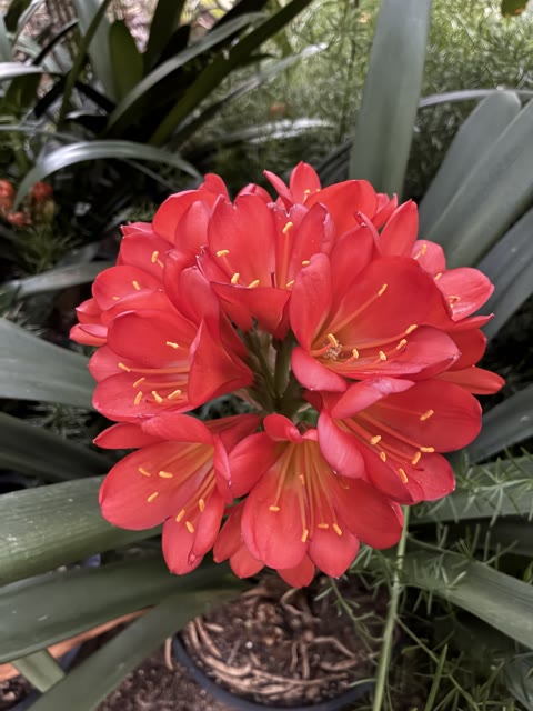 Cliviaberry — Rare Clivia Collection For Sale