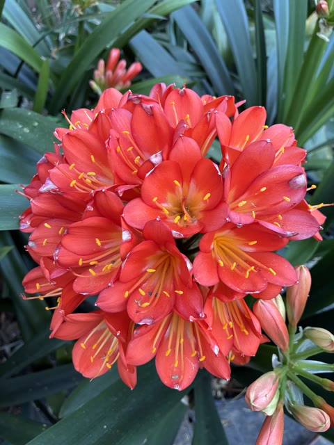 Cliviaberry — Rare Clivia Collection For Sale