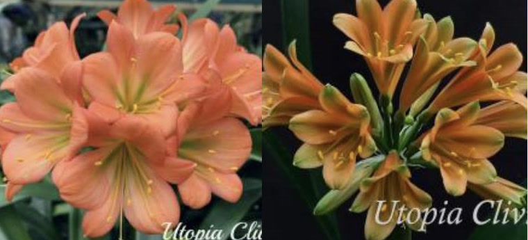 Cliviaberry — Rare Clivia Collection For Sale