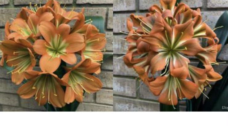Cliviaberry — Rare Clivia Collection For Sale