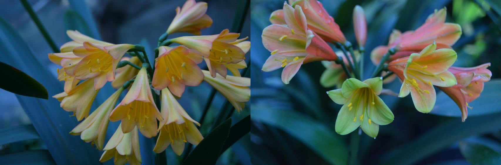 Cliviaberry — Rare Clivia Collection For Sale