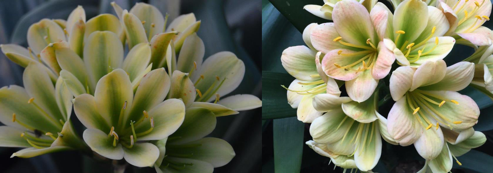 Cliviaberry — Rare Clivia Collection For Sale