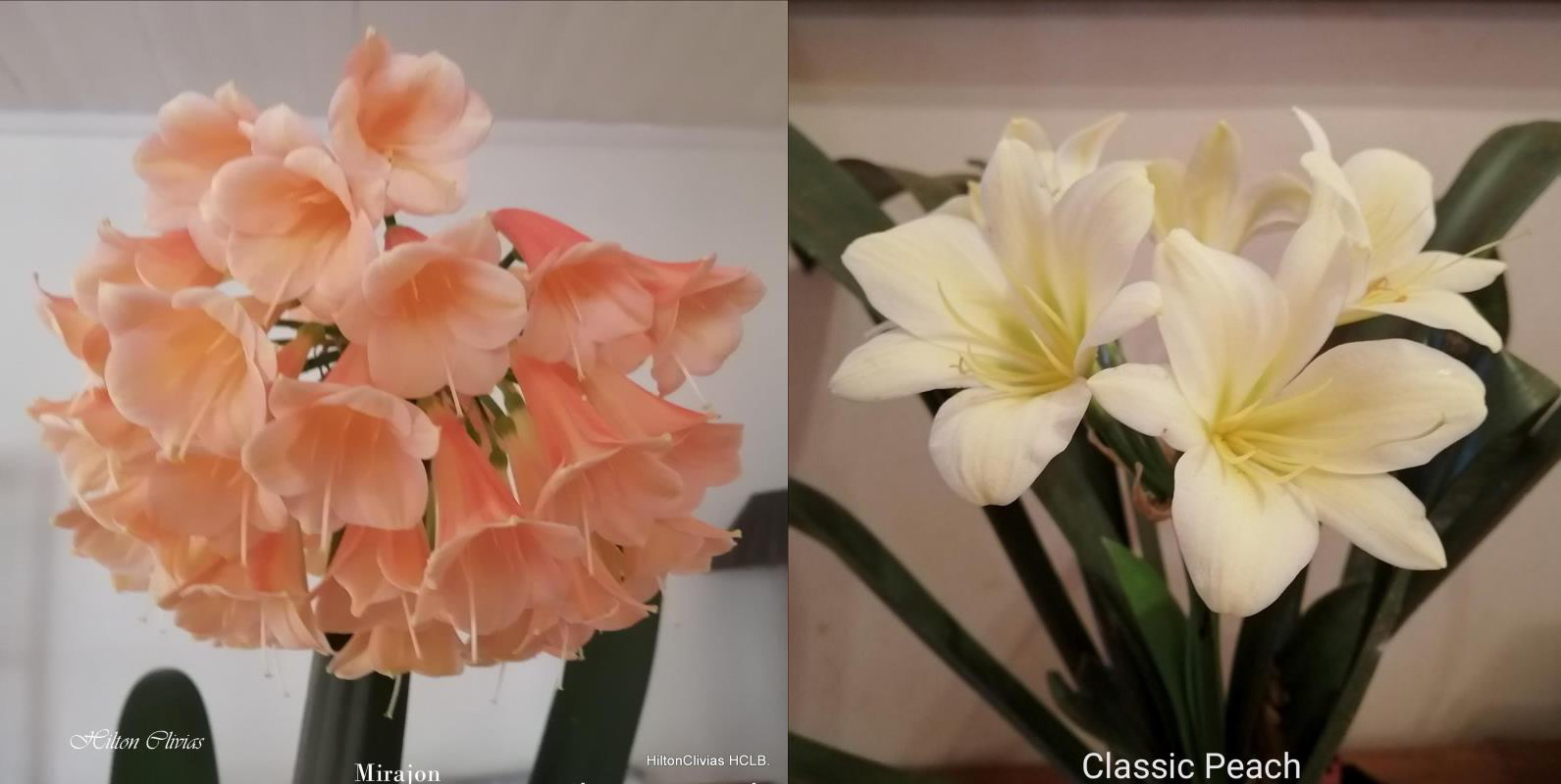 Cliviaberry — Rare Clivia Collection For Sale