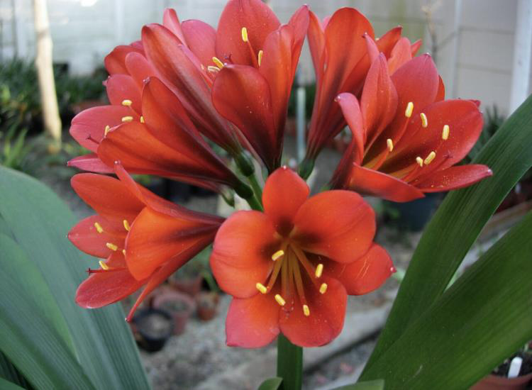 Cliviaberry — Rare Clivia Collection For Sale